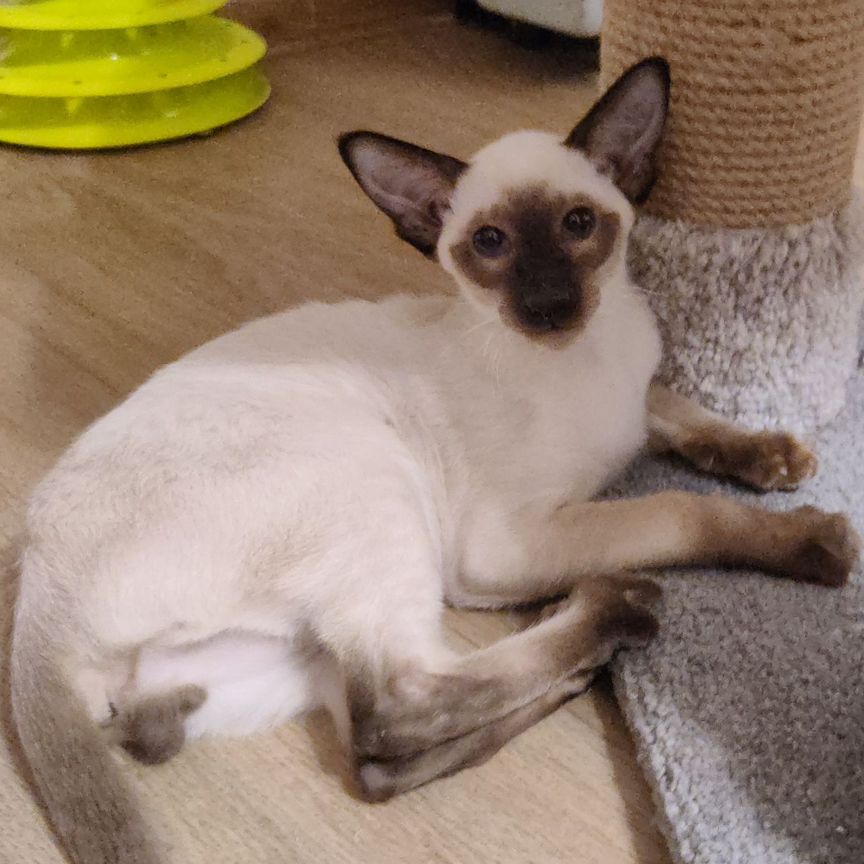 Ориентальный котёнок