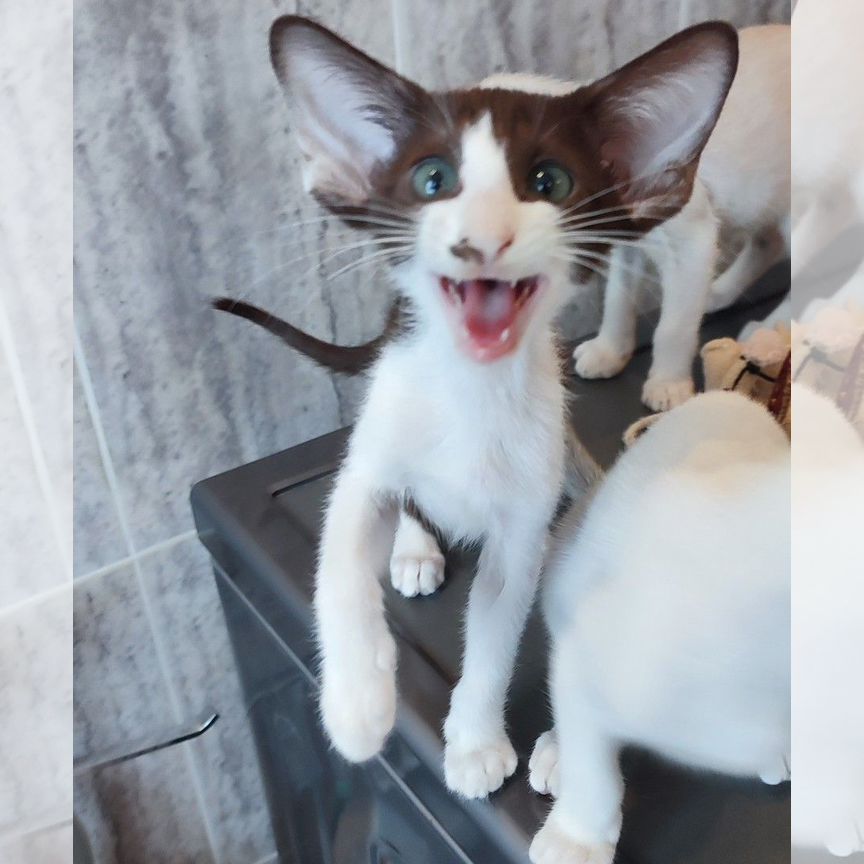 Ориентальный котёнок