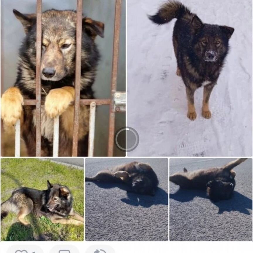 Боб в добрые руки