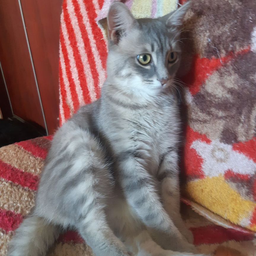 Молодой котик 2года