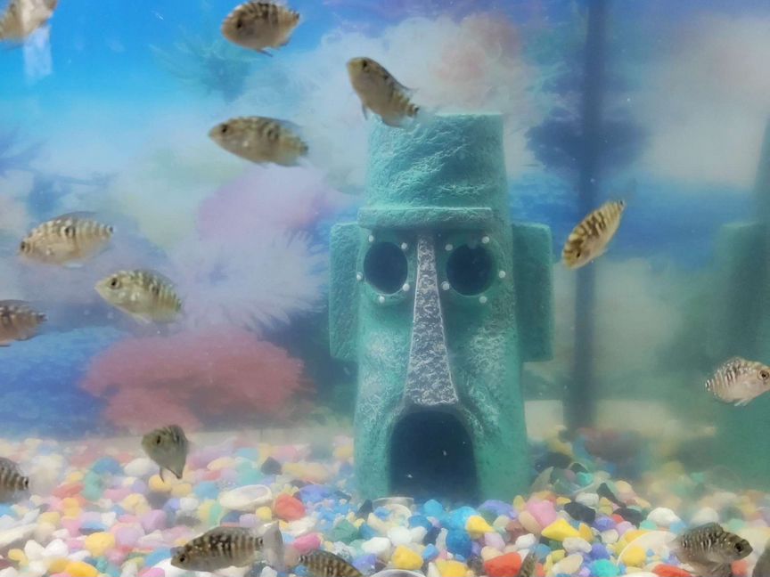 Живая рыба берюзовая акара