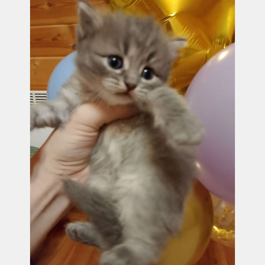 Шотландская