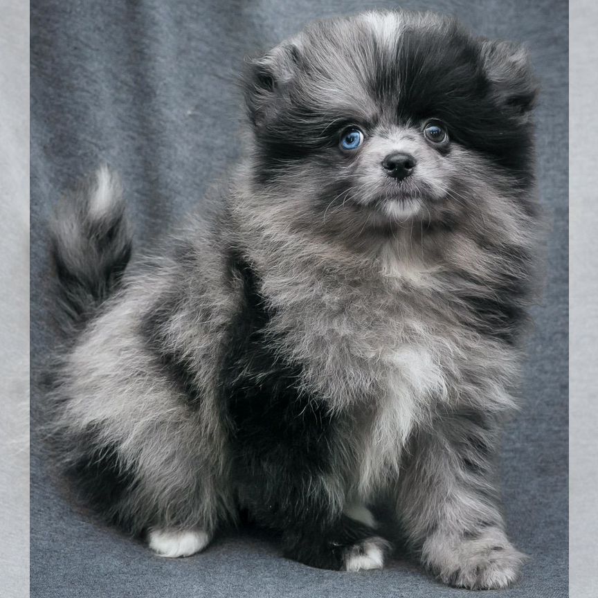 Померанский шпиц мальчик