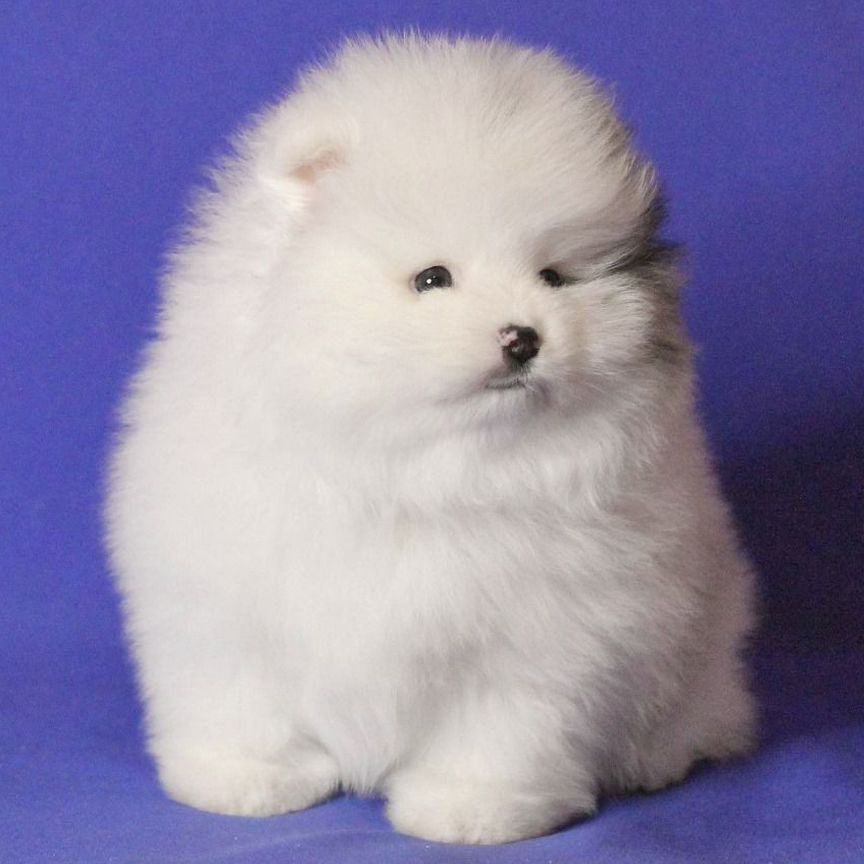 Шпиц, очаровательный снеговичок