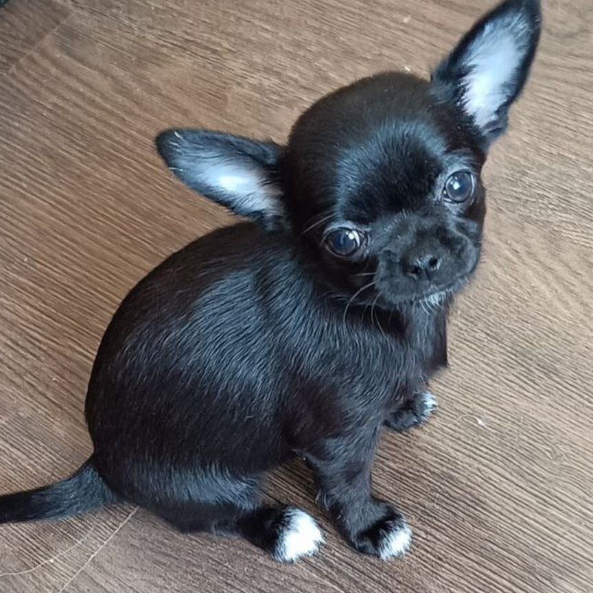 Щенки чихуахуа