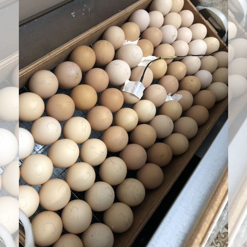 Инкубационное яйцо мехеленская кукушка