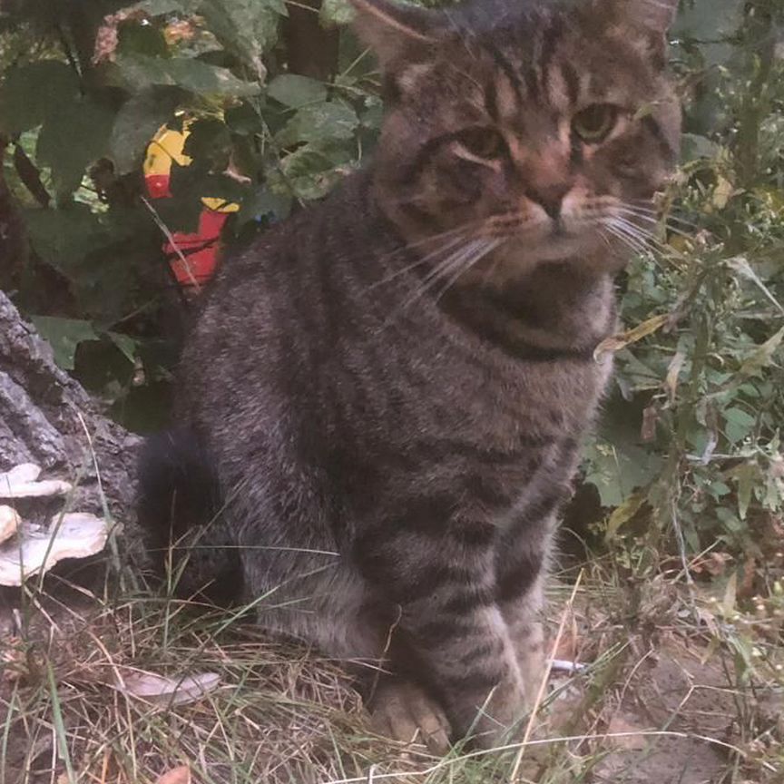 Кот