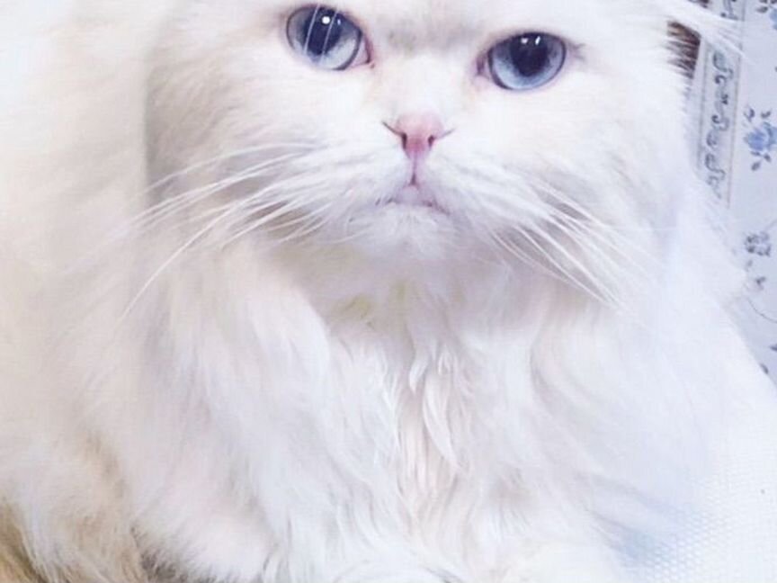 Котята хайленд фолд