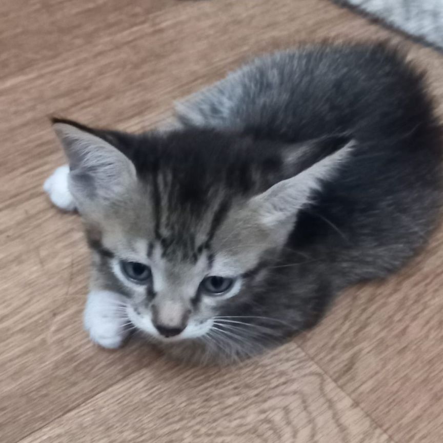 Котята