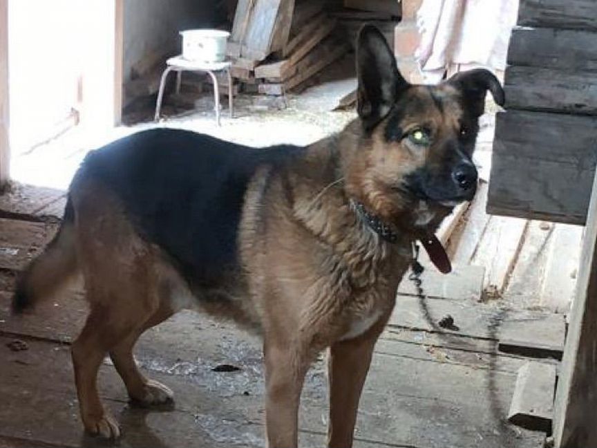 Собака в добрые руки отдам бесплатно