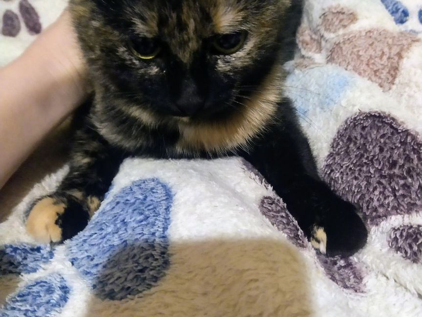 Кошка найдёныш ищет дом