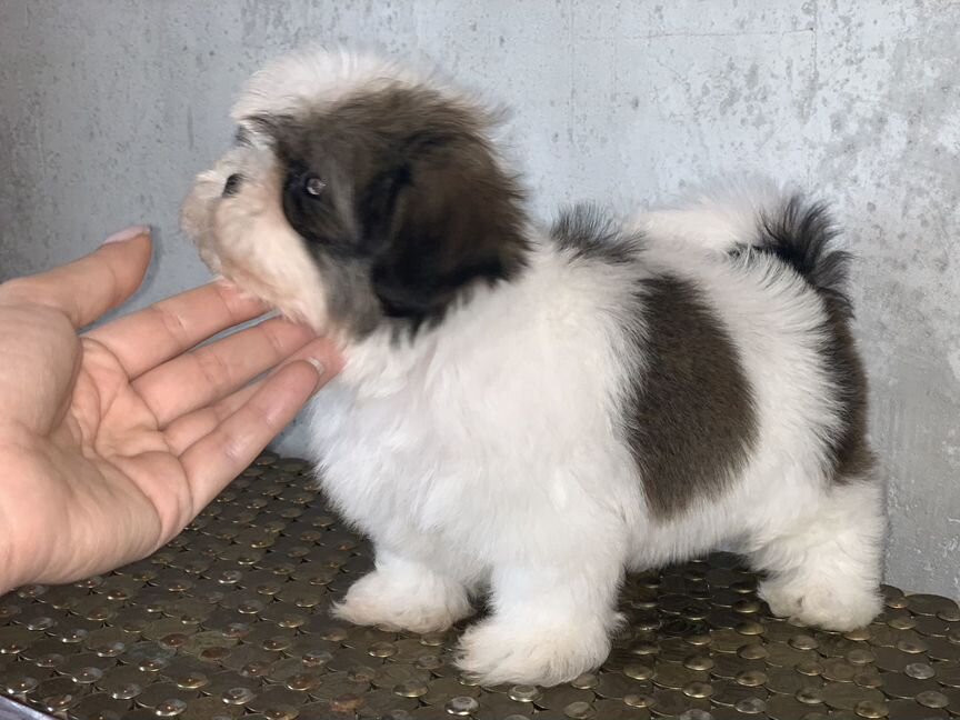 Красив здоров привит