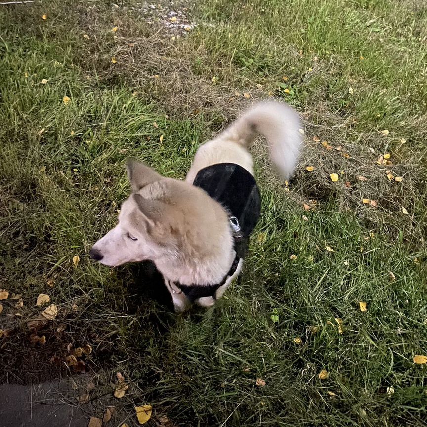 Щенок сибирской хаски