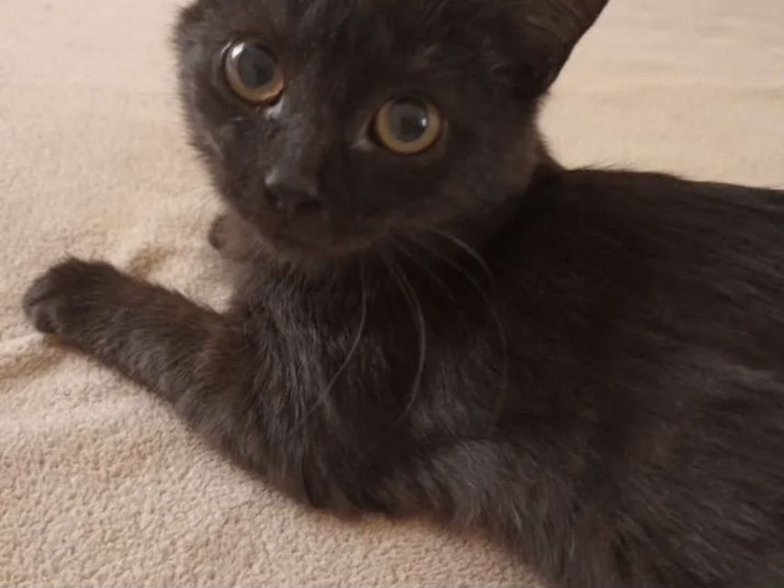 Котенок умница девочка