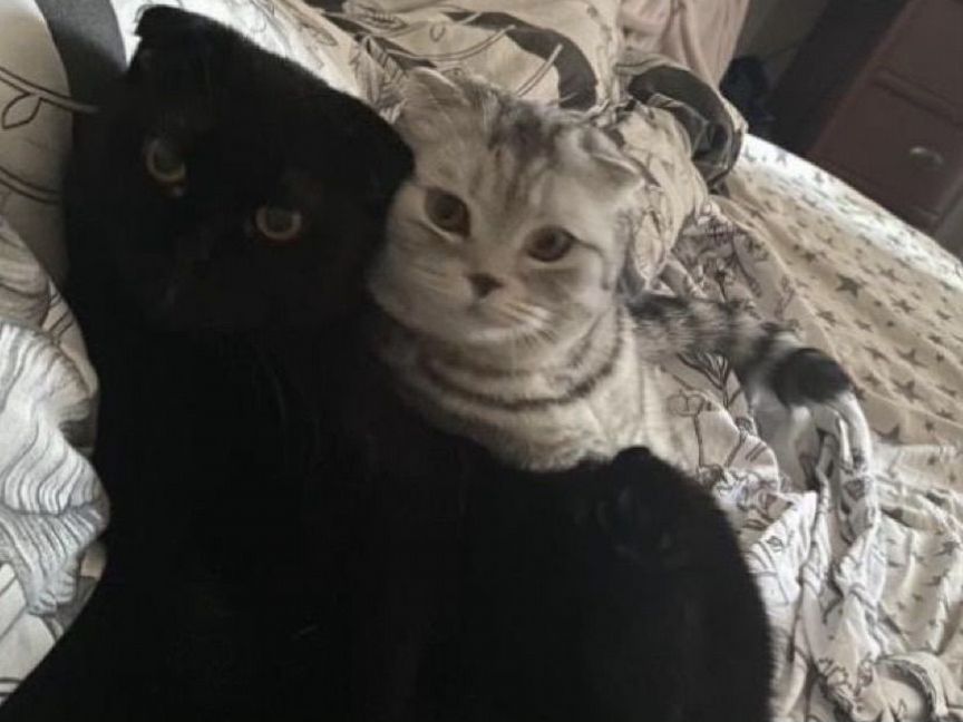 Шотландская вислоухая Кошка в добрые руки