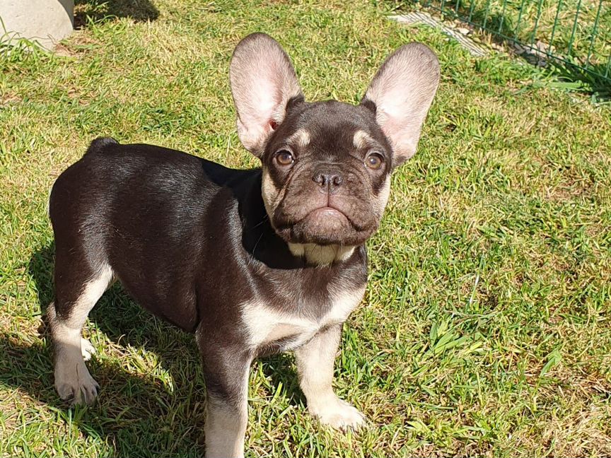 Французский бульдог щенки девочка
