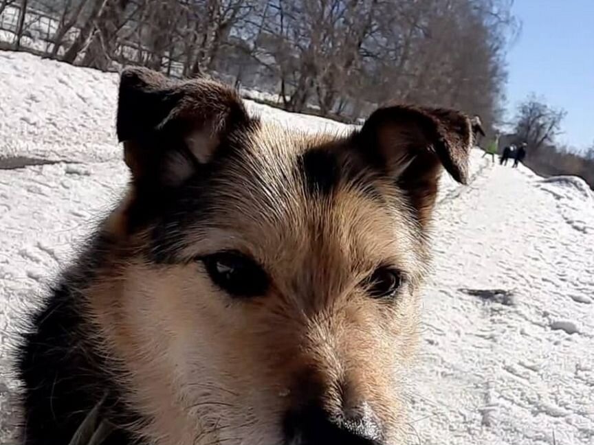 Собака Бредли в добрые руки