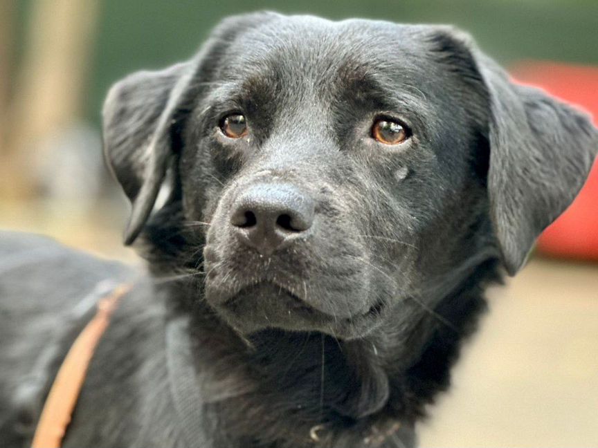 Мини лабрадор нужен дом