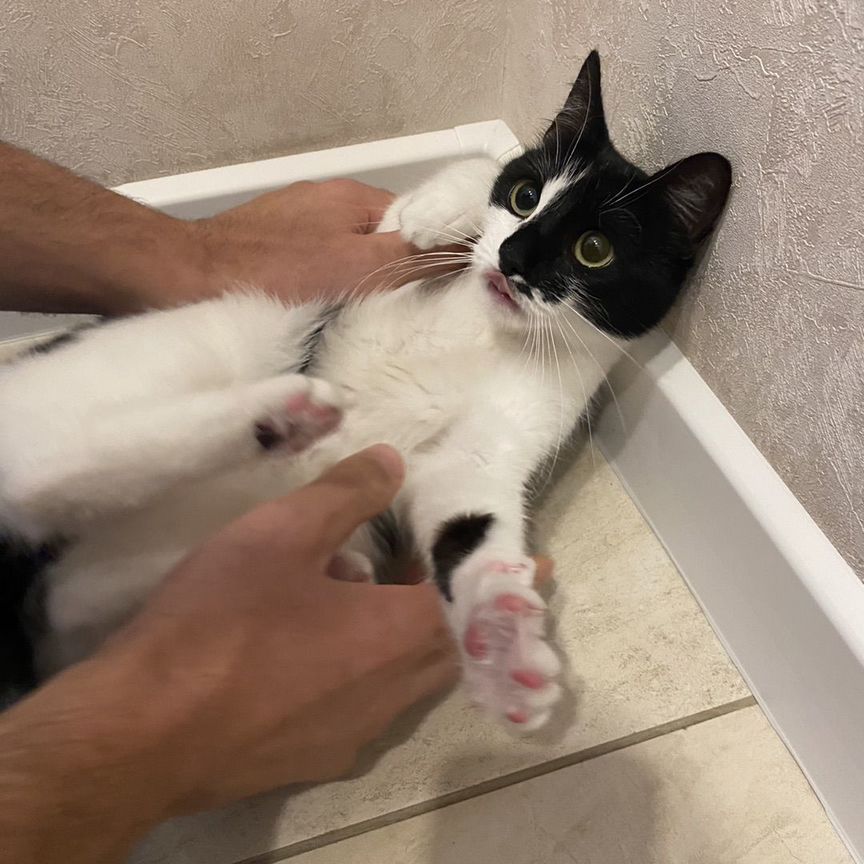 Кошка в дар