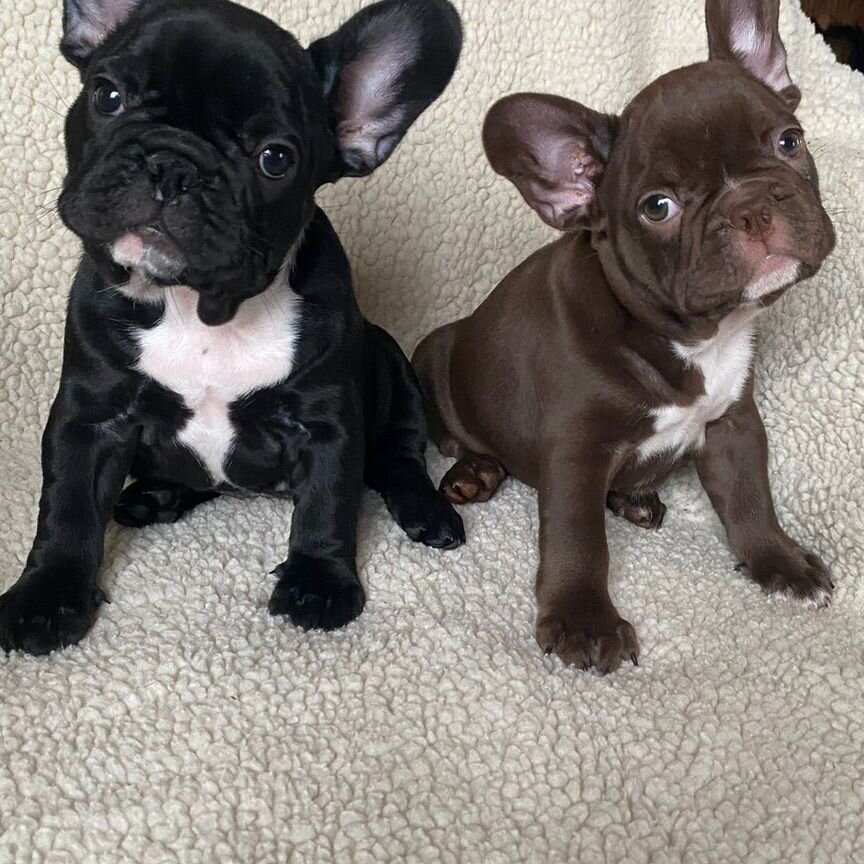 Французский бульдог