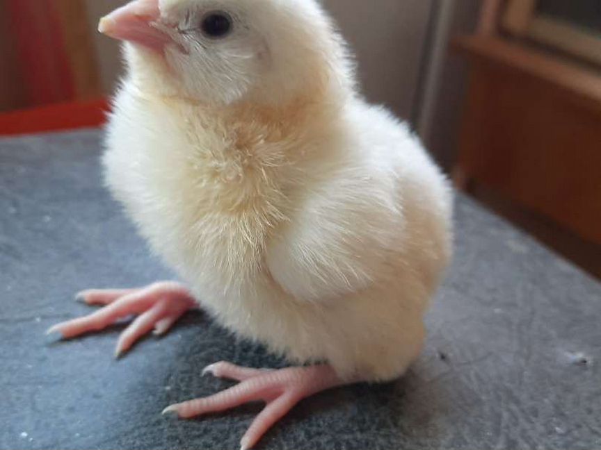 Цыплята несушки Супер Ник