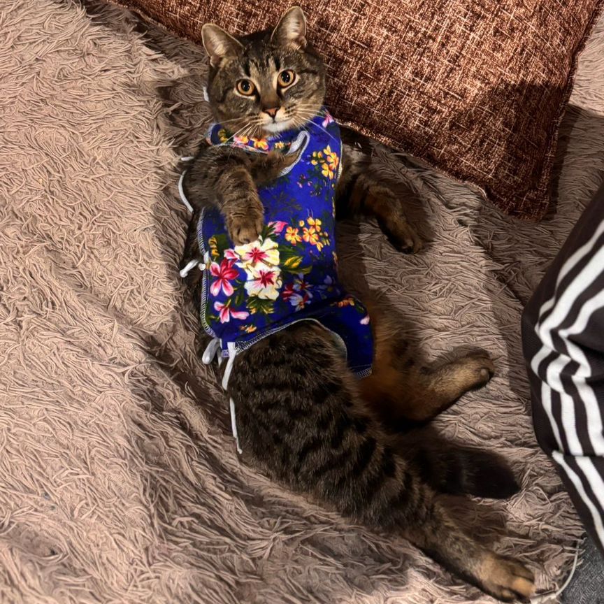 Взрослая, кошка в добрые руки