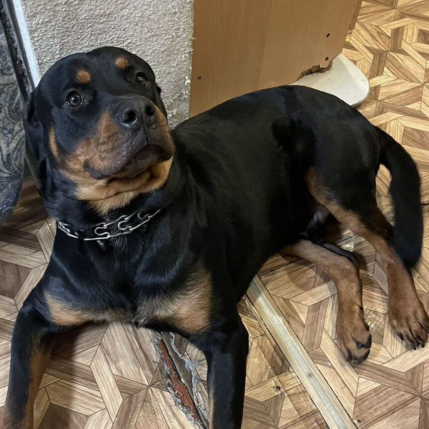 Ротвейлер, щенок