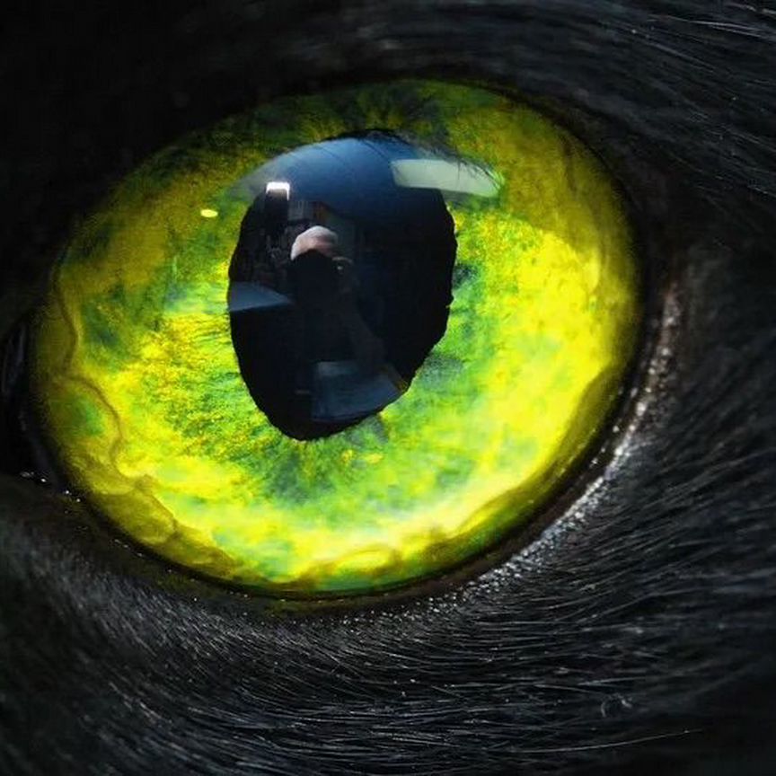 Глаз кошака