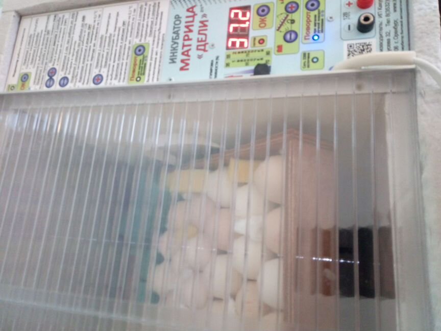 Яйца куриные инкубационные