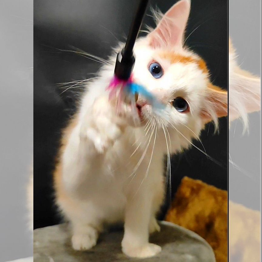 Котята Мейн Кун дгг
