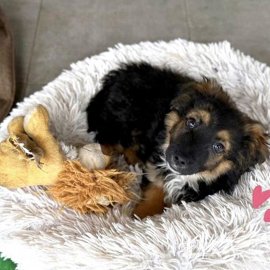 Щенок в добрые руки