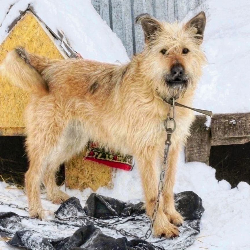 Мальчик Генка 1г, кастрирован, привит