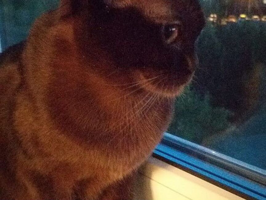 Бурманские котята Новосибирск