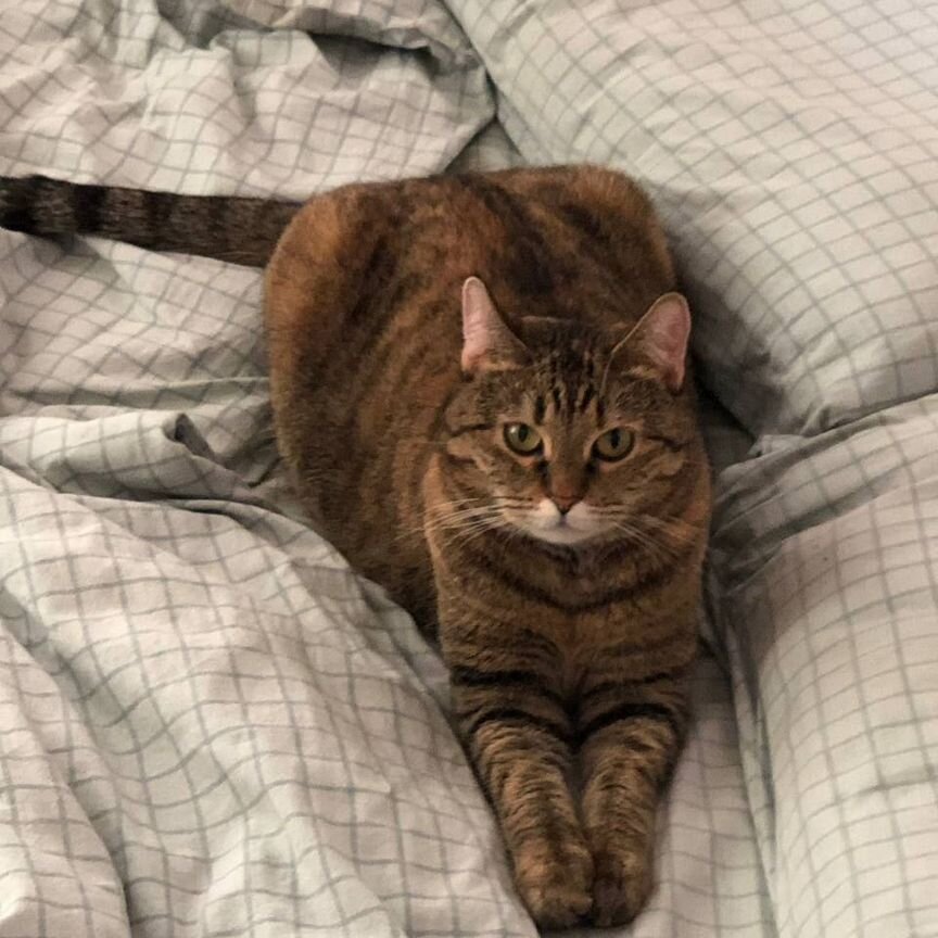 Домашняя кошка ищет дом