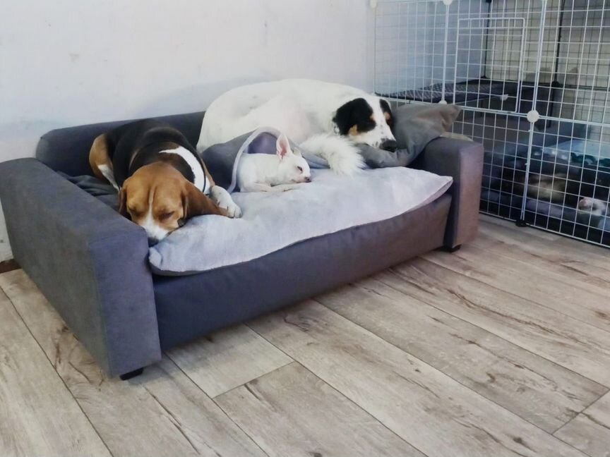 В ожидании новогоднего чуда