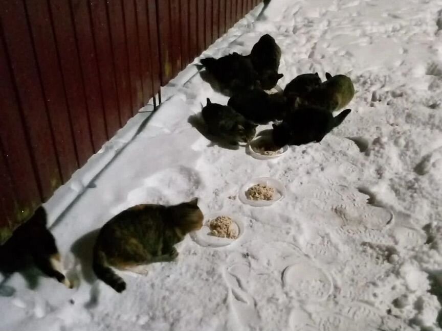 Коты бездомные мерзнут ищут дом