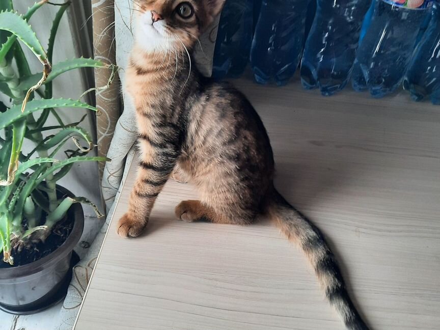 Маленький шалунишка