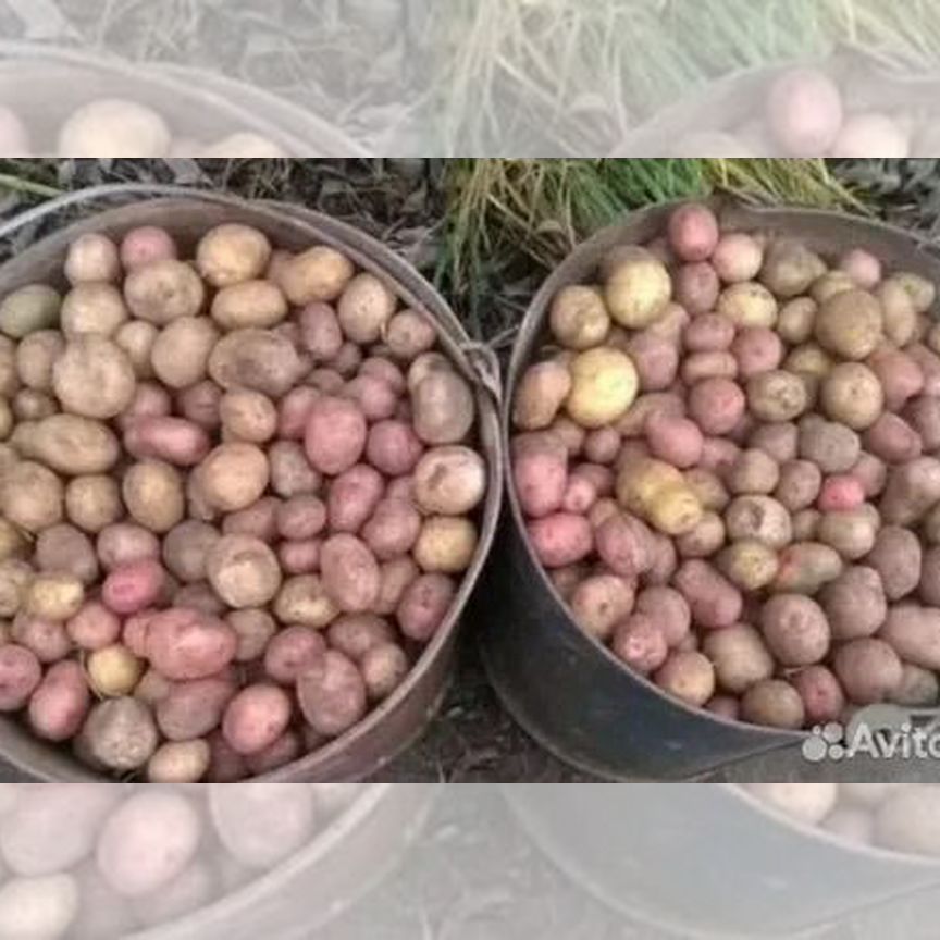 Мелкий картофель и мелкая морковь
