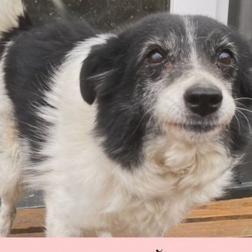 Взрослая собака в добрые руки