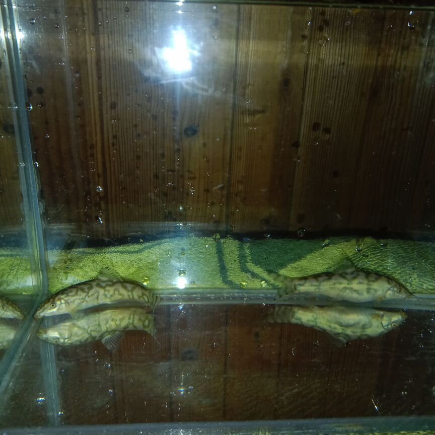 Боция мраморная рыбка аквариумная