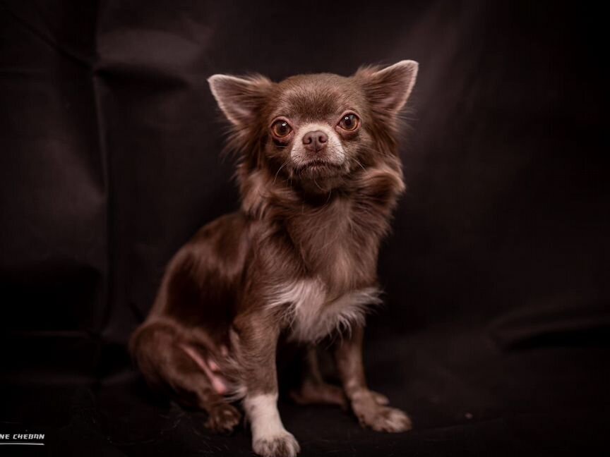 Щенки чихуахуа