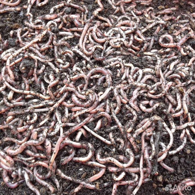 Малёк дендробены веннета