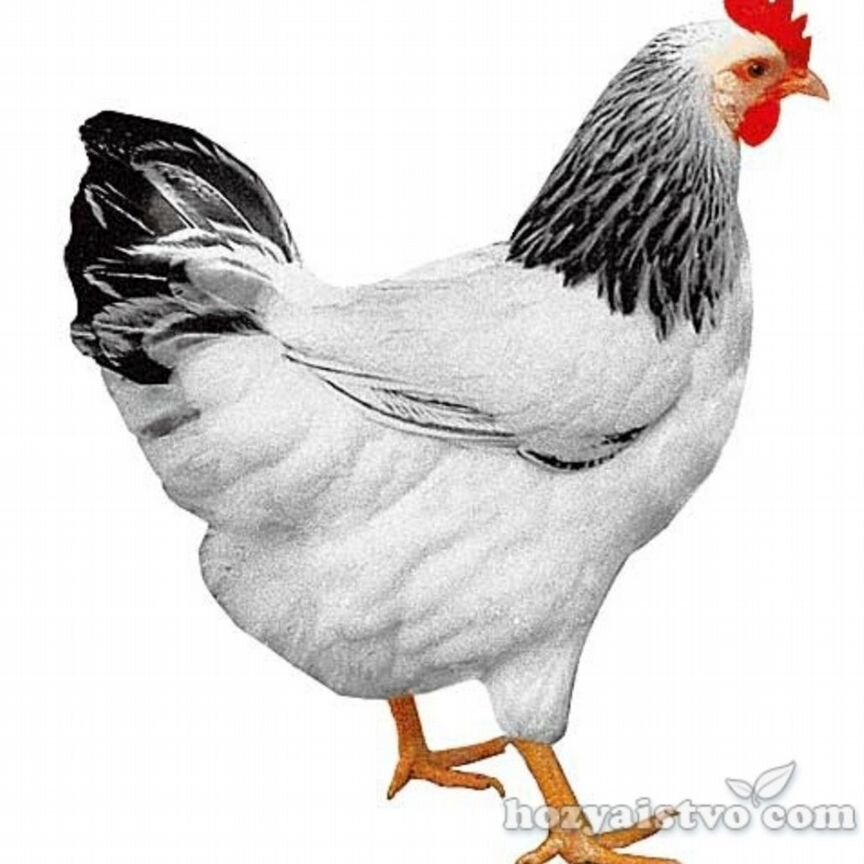 Куры доминант несушки