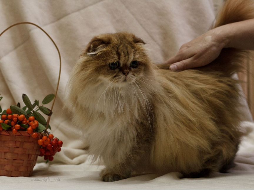 Кошечка Малина в добрые руки
