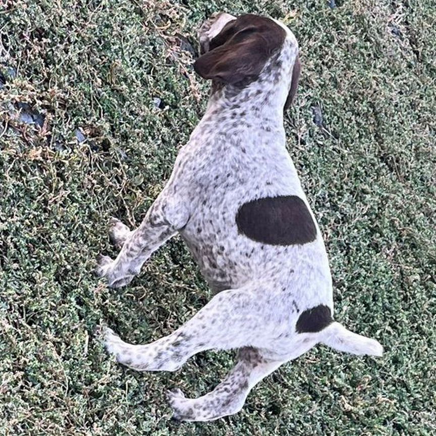 Щенки курцхаара