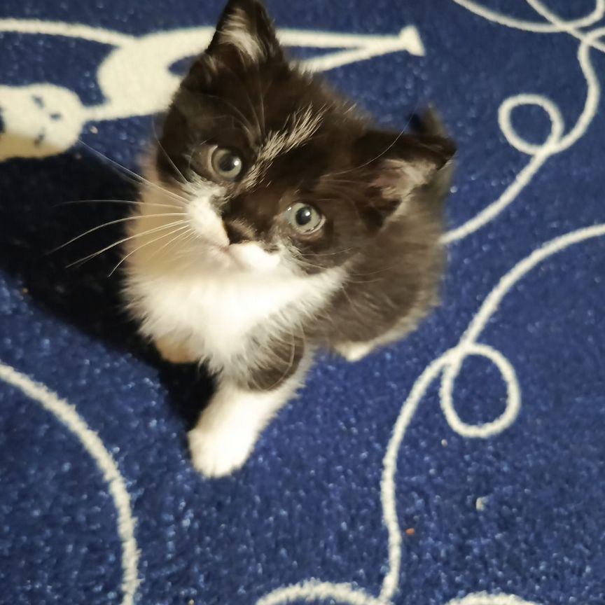 Котёнок мальчик