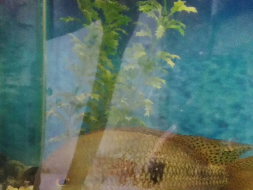 Цихлазома Сальвини (самка)