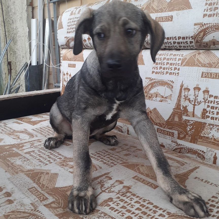 Щенки девчонки в добрые руки