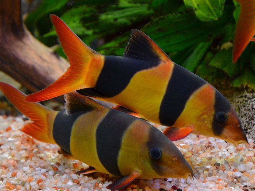 Аквариумные рыбки