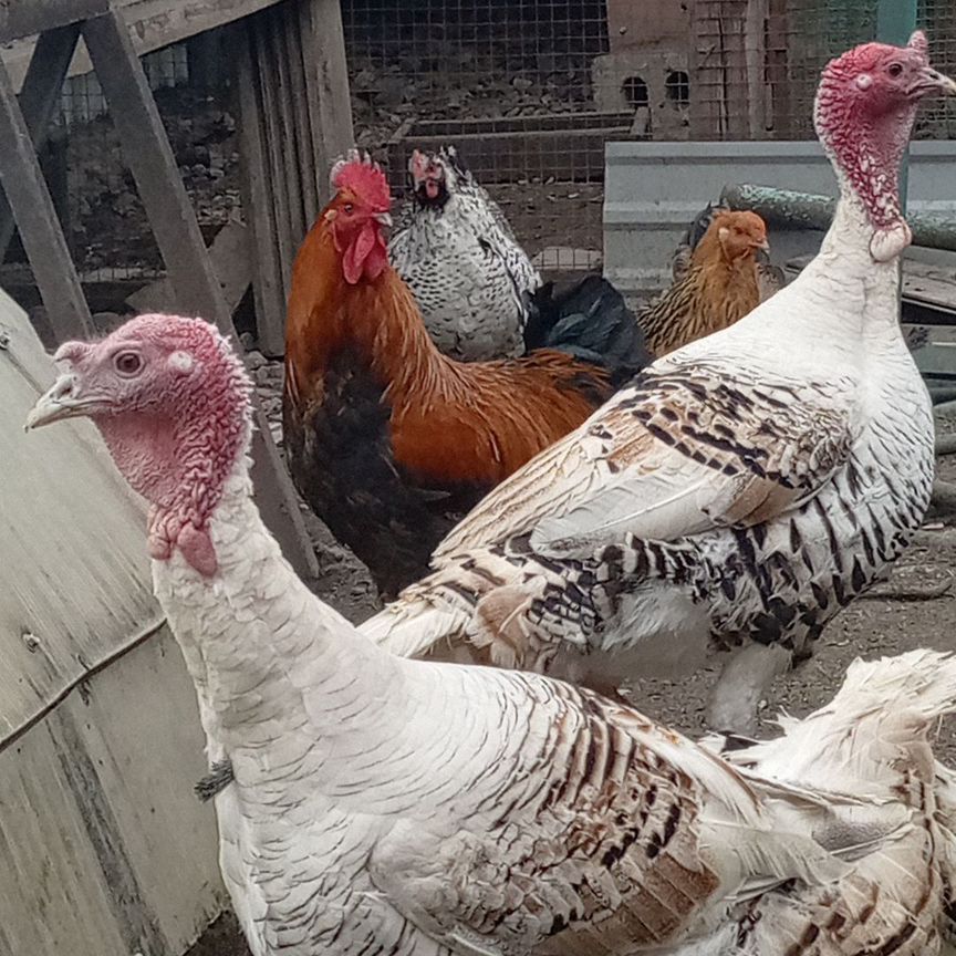 Продаю индейку